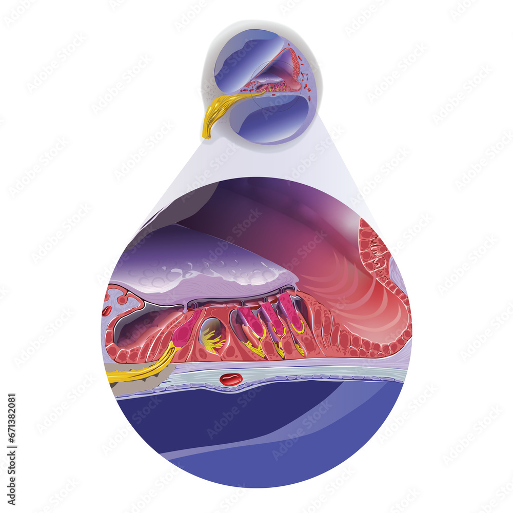 Human inner ear illustration inner ear anatomy Stock Illustration ...