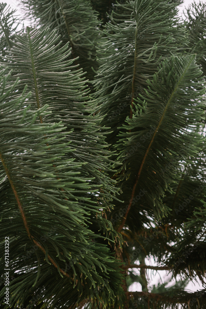 Araucaria columnaris, the coral reef araucaria, Cook pine, New ...
