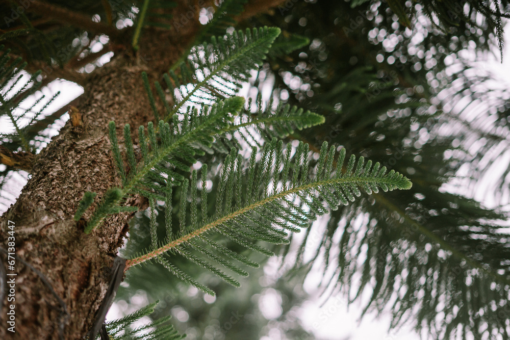 Araucaria columnaris, the coral reef araucaria, Cook pine, New ...