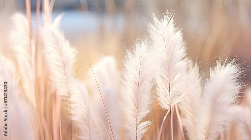 Abstract natural background of soft plants Cortaderia selloana. Pampas ...