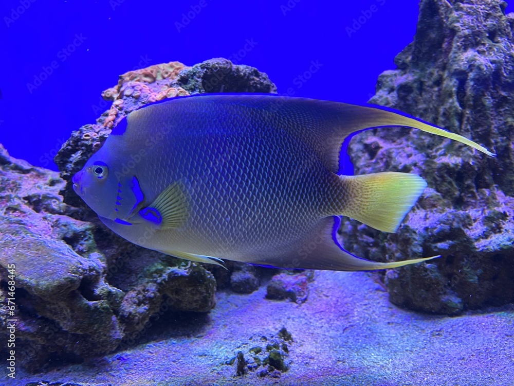 Queen angelfish, blue angelfish, golden angelfish, queen angel, and ...