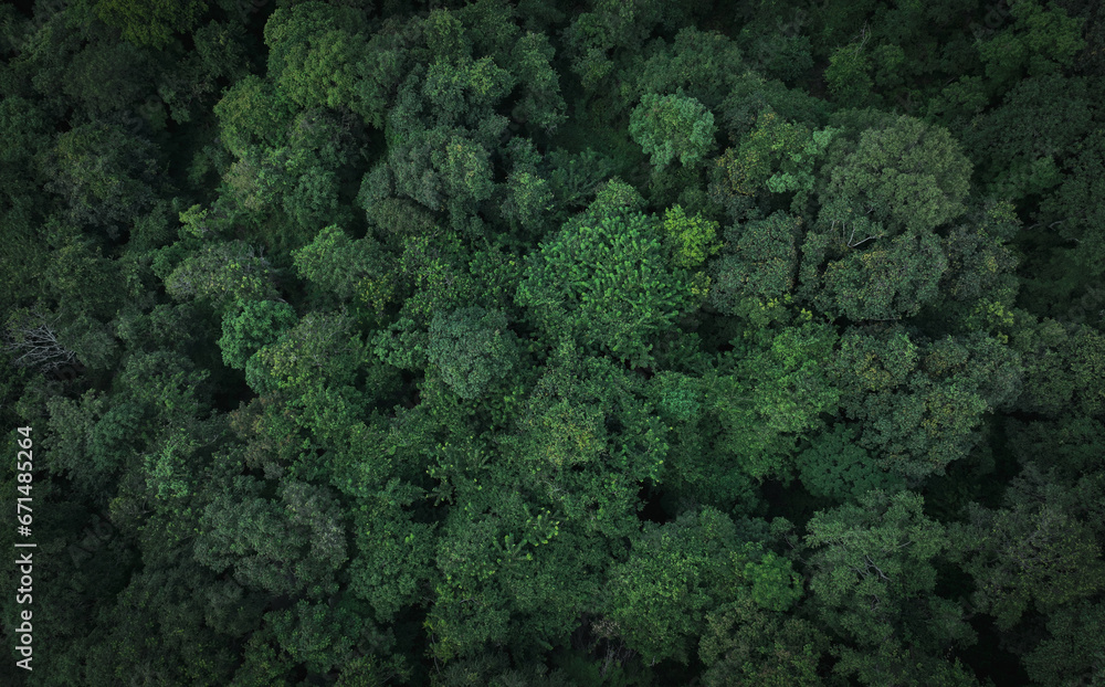 Aerial top view of green trees in forest. Drone view of dense green ...