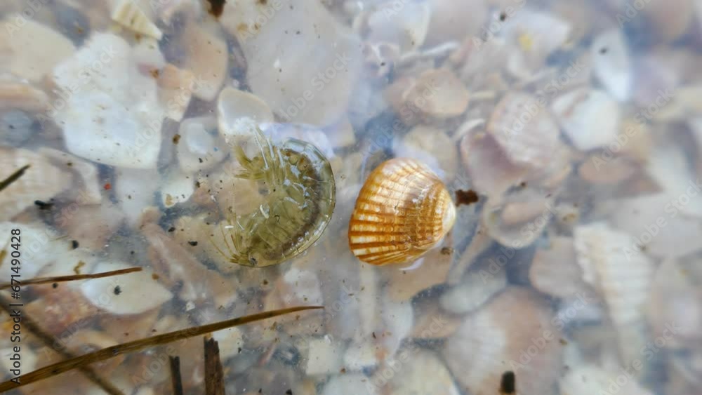 Amphipoda, Gammarus balcanicus on the seashell beach. Supralitoral ...