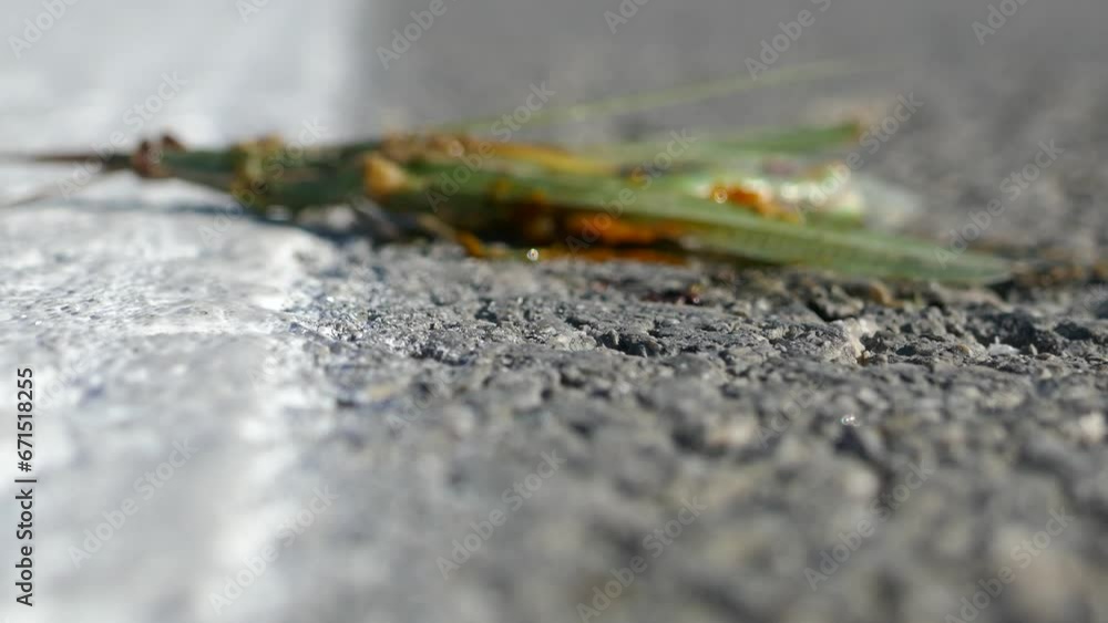 Victims of cars on road. Bush cricket (Saga pedo) hit by car, Such ...