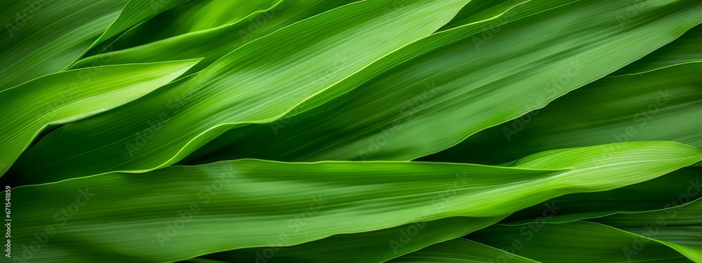 Green corn leaves macro seamless texture background. Stock Photo ...