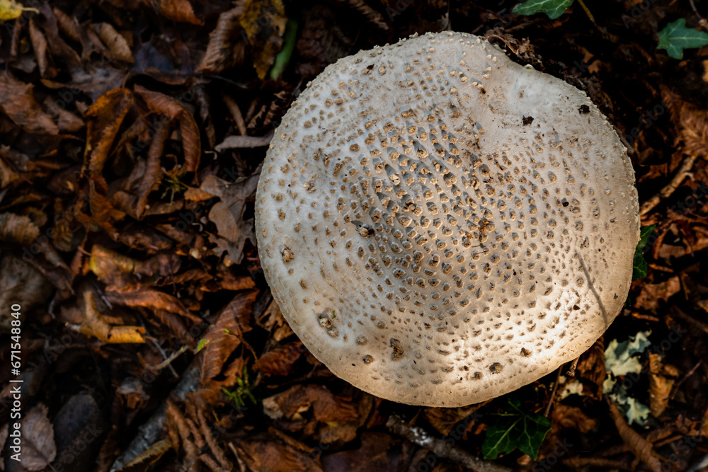 The Amanita pantherina, also known as the panther cap, false blusher ...