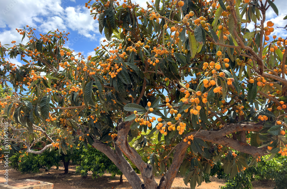 Loquats on tree in farmland. Mespilus germanica tree plant with medlar ...