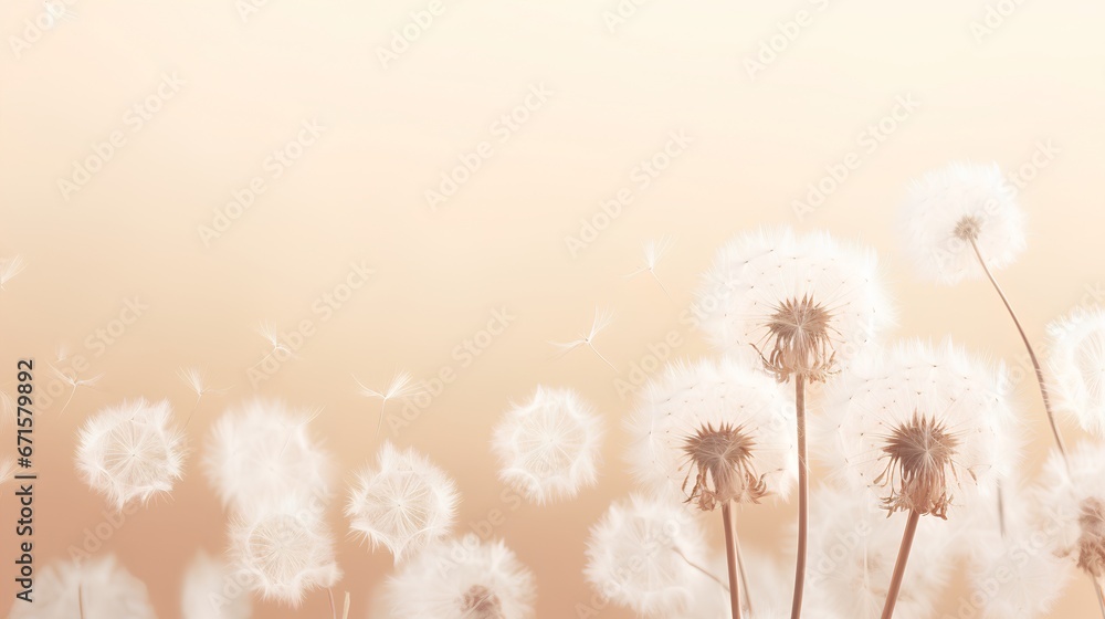 Dandelion fluff background for aesthetic minimalism style background ...