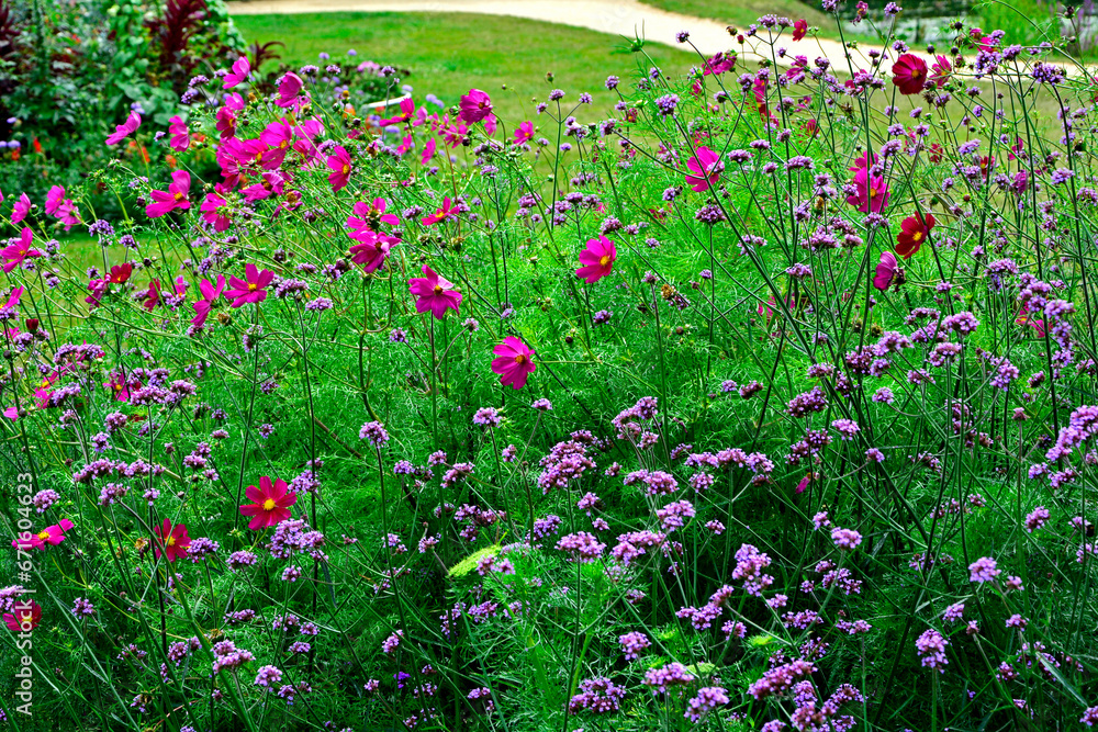 rabata kwiatowa, flower bed, Kosmos pierzasty i werbena patagońska ...