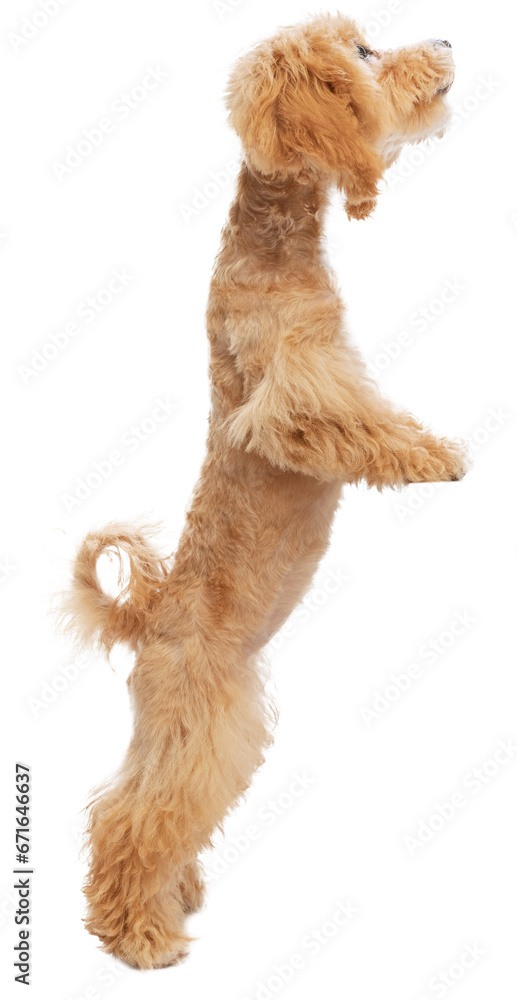 Adorable little purebred dog Multipool standing on hind legs isolated ...