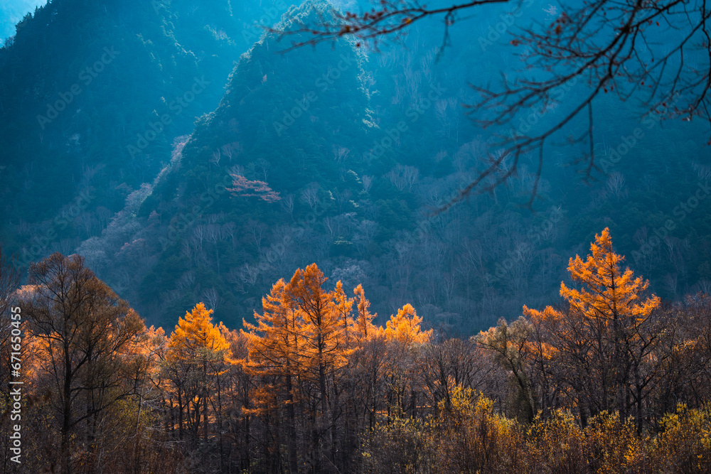 Yellow red pine trees alongside Azusa river and have mount Yake in ...