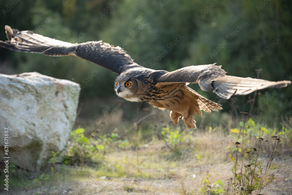 The great eagle owl (Bubo bubo) is a large species of owl in the ...