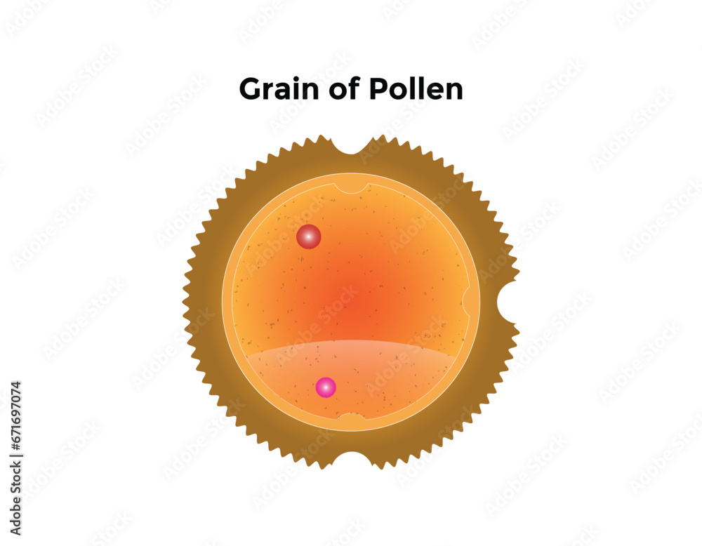 Scientific Designing of Grain of Pollen Anatomy. The Male Gamete in ...