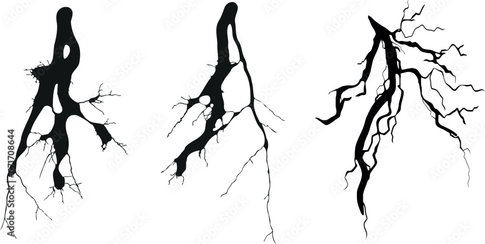 Tree Root Vector Illustration, Black and White, Three Styles, Isolated ...