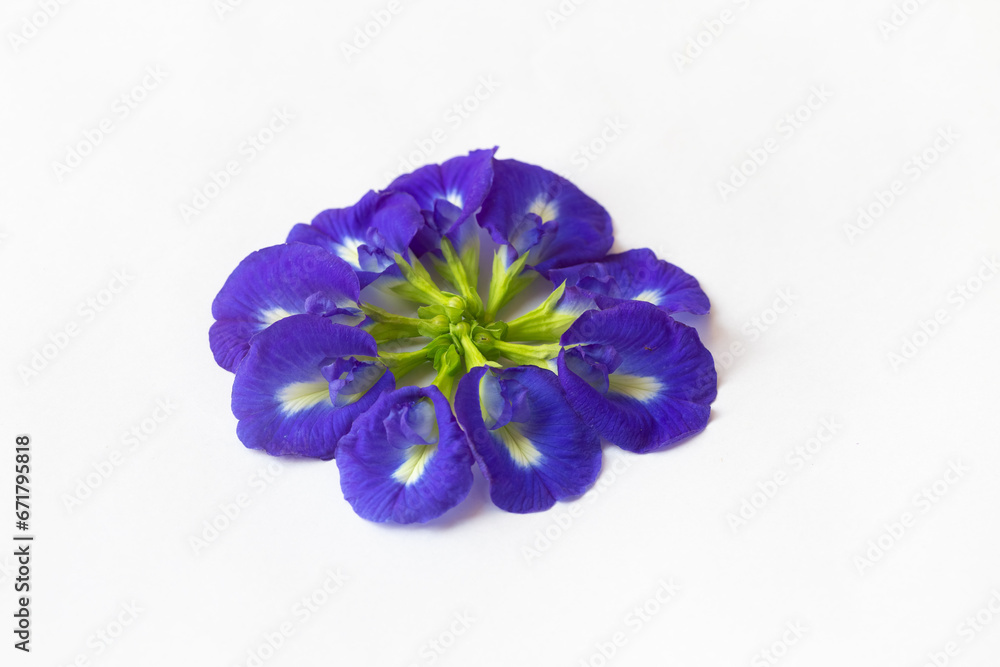 Fresh blue butterfly pea, aka Asian pigeonwings or Clitoria ternatea ...