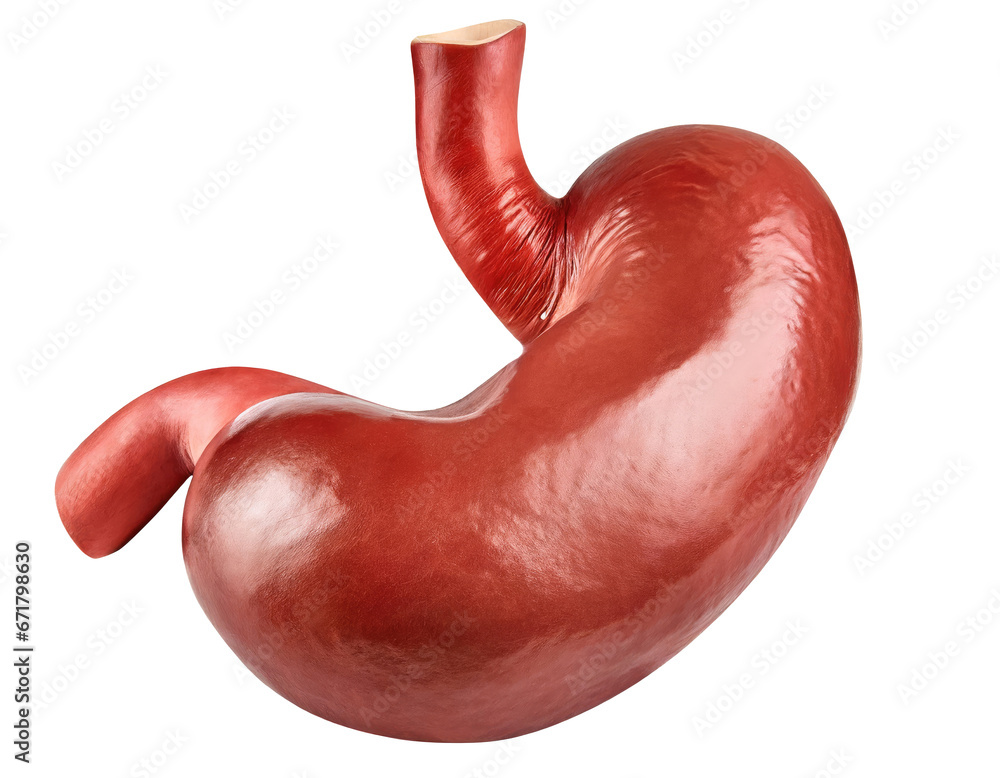 Realistic human stomach anatomy isolated on transparent background with ...