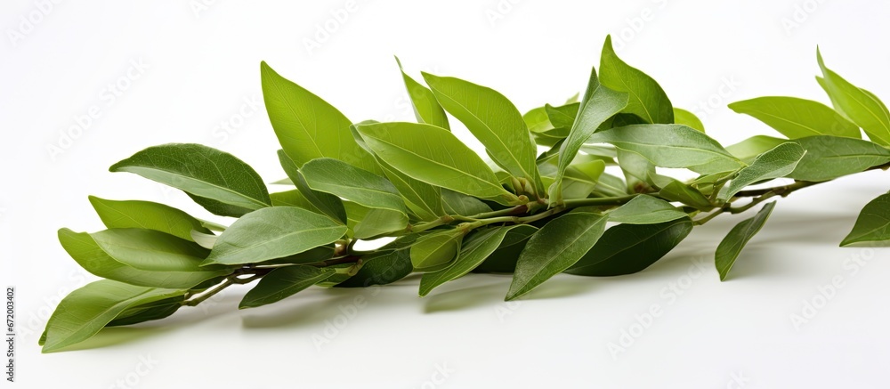 Hello the tree responsible for providing spice leaves used in ...