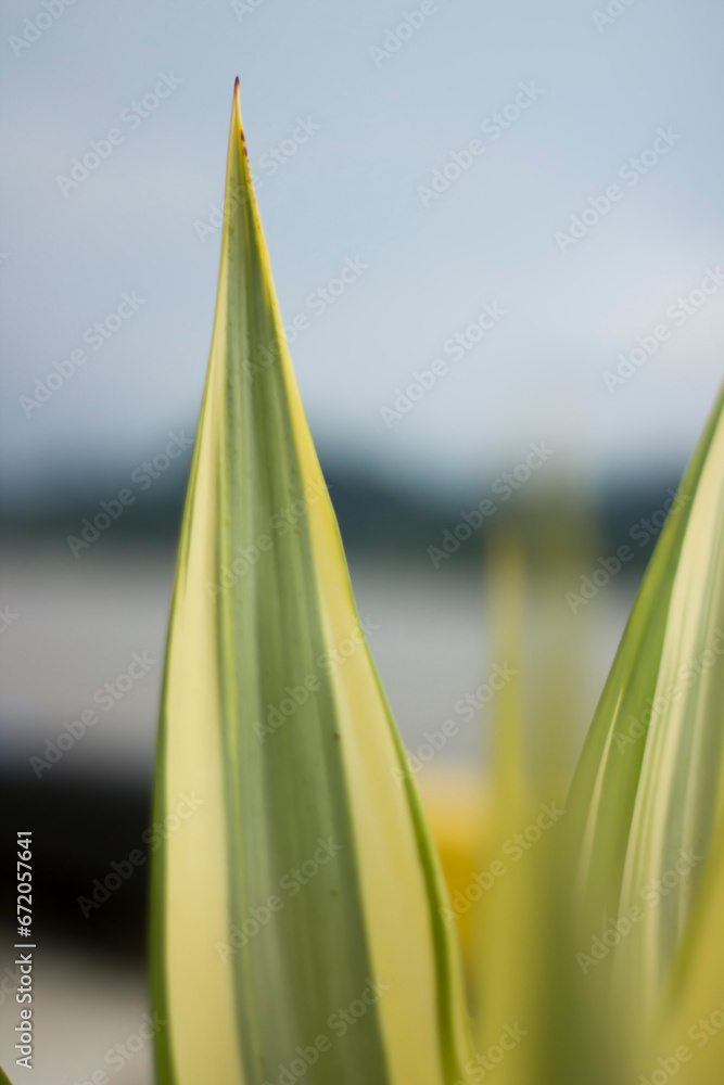 Furcraea foetida (Giant Cabuya, Green aloe or Mauritius hemp) plant in ...