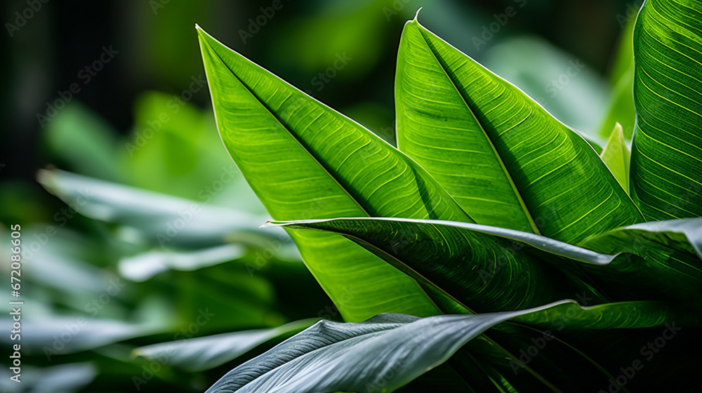 green leaf background HD 8K wallpaper Stock Photographic Image Stock ...