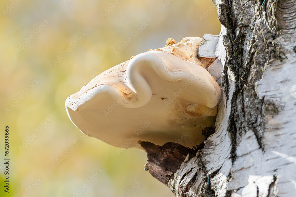 Birch polypore, Piptoporus betulinus, Fomitopsis betulina. A mushroom ...