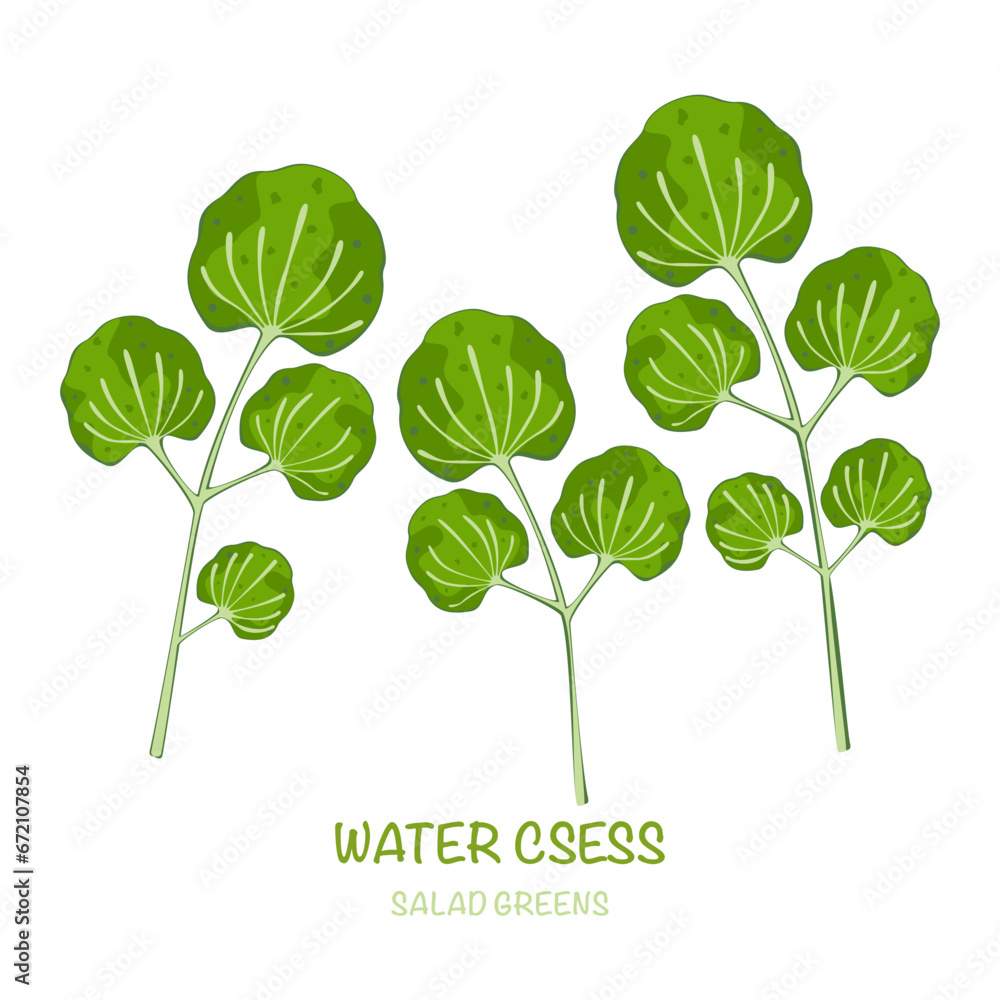 Vector illustration set of green salad icons watercress. Cartoon vector ...