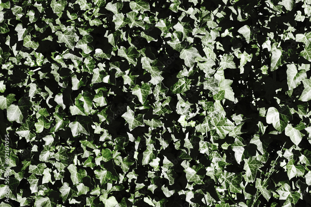 Ivy texture. Leaves background. Climber plant pattern. Creeper plant ...
