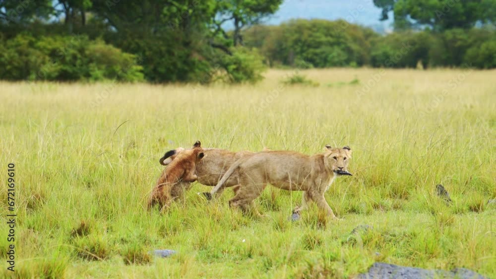 Slow Motion Shot of Playful young lion cubs play fighting, chasing each other across the plains ...