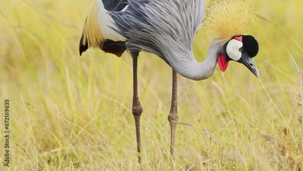 Africa Safari bird in Masai Mara North Conservancy, Grey Crowned Cranes ...