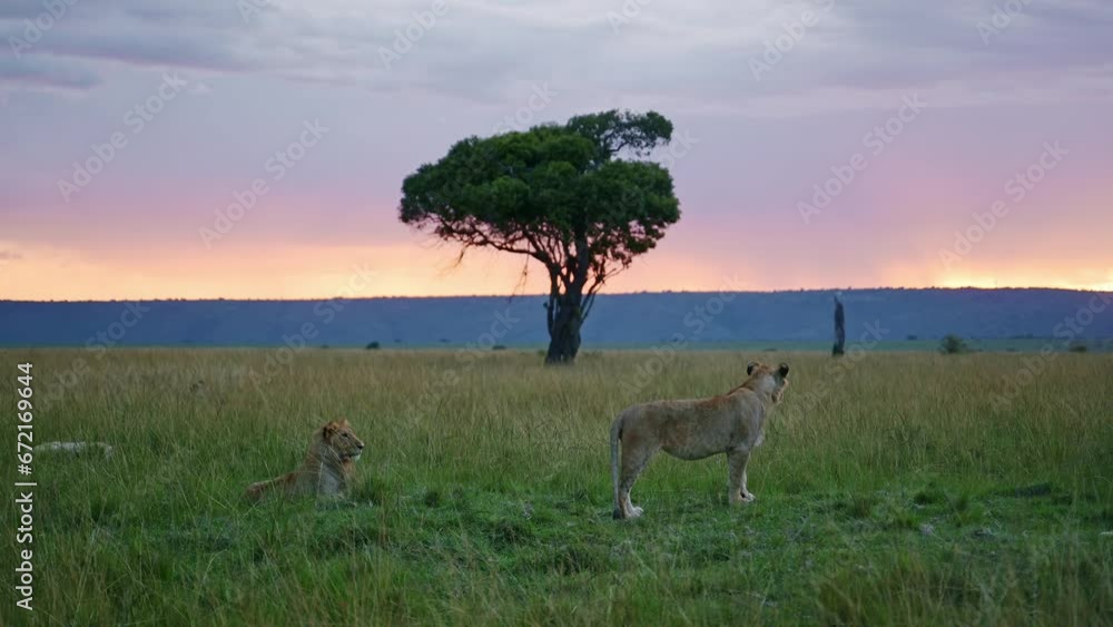 Beautiful landscape scenery at dusk with a group of Lions lying down ...