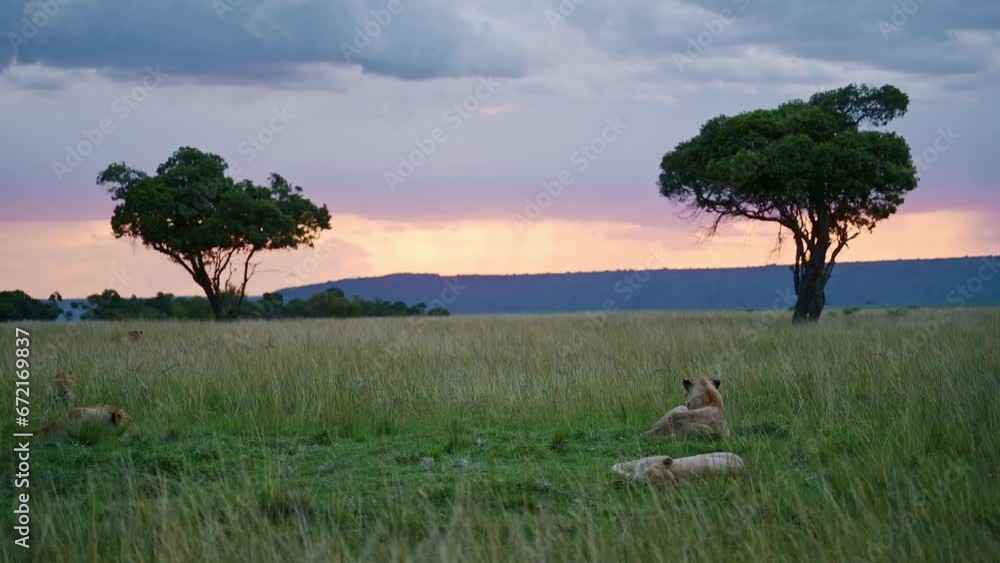 Beautiful landscape scenery at dusk with a group of Lions lying down ...