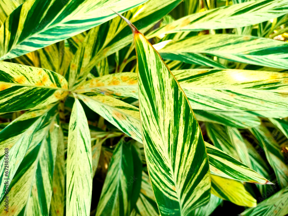 Image of beautiful Alpinia zerumbet 'Variegata' or commonly known as ...