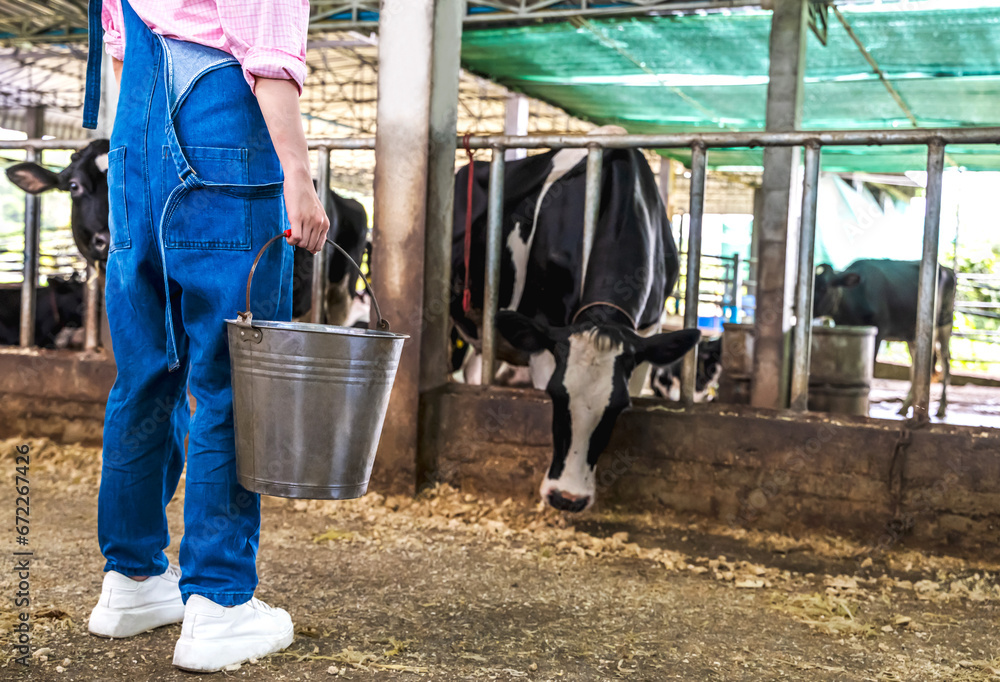 Cow girl holding aluminium container giving food to cows in cowshed ...