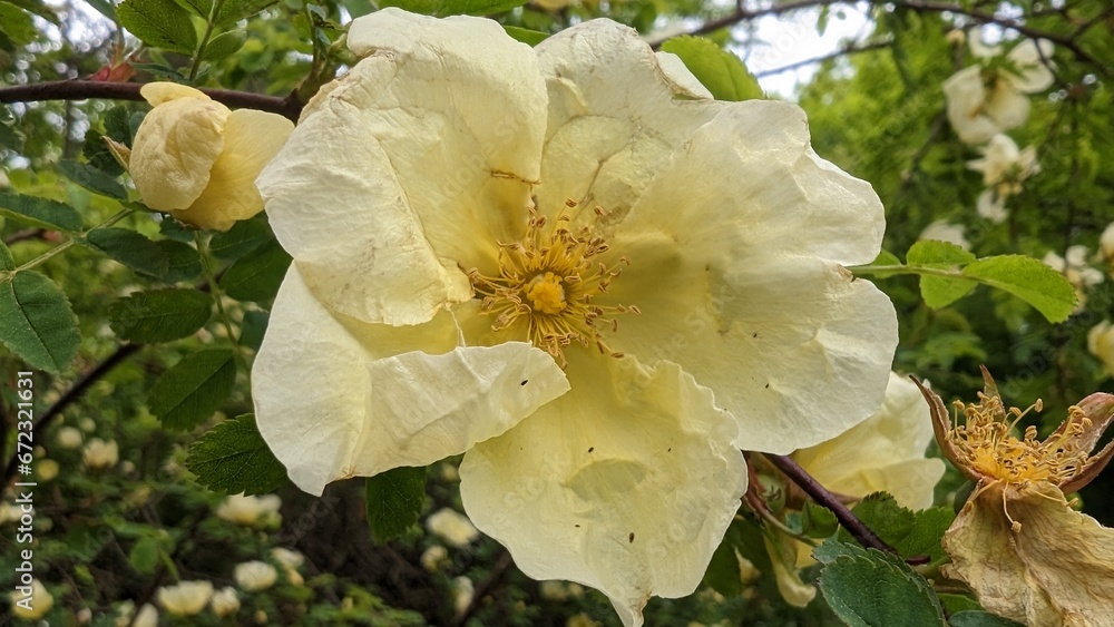 Rosa 'Harison's Yellow', also known as R. × harisonii, the Oregon Trail ...