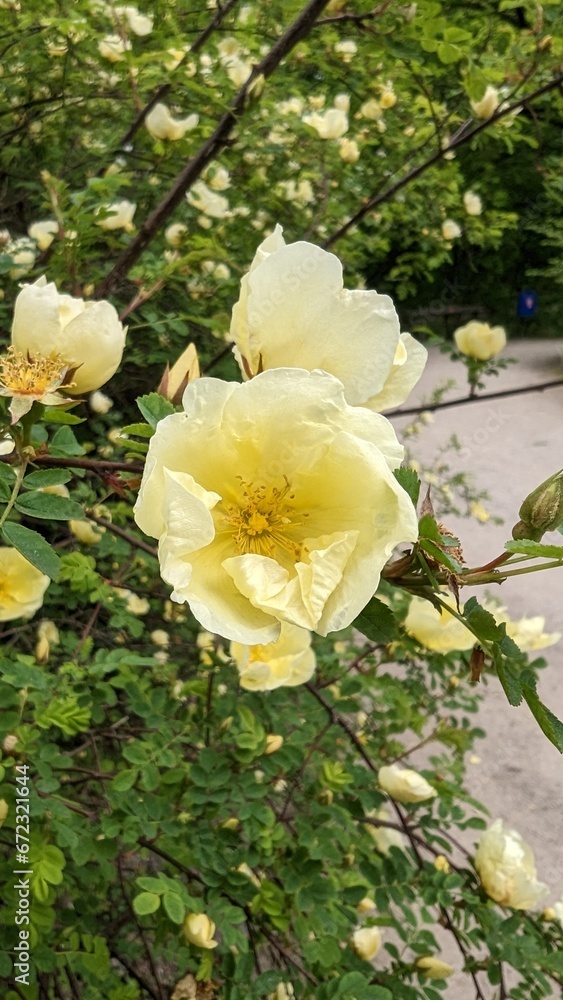 Rosa 'Harison's Yellow', also known as R. × harisonii, the Oregon Trail ...