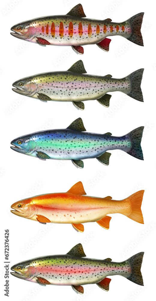 Set albino amber lake trout. Rainbow trout fish side view illustration ...