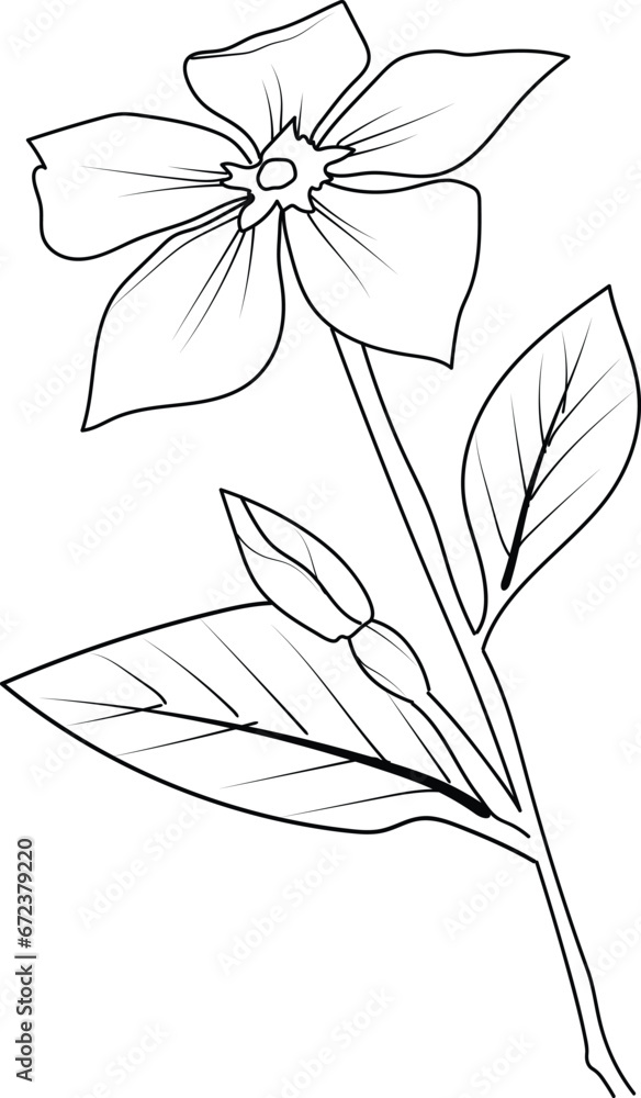 outline periwinkle drawing, periwinkle flower line drawing, clip art ...
