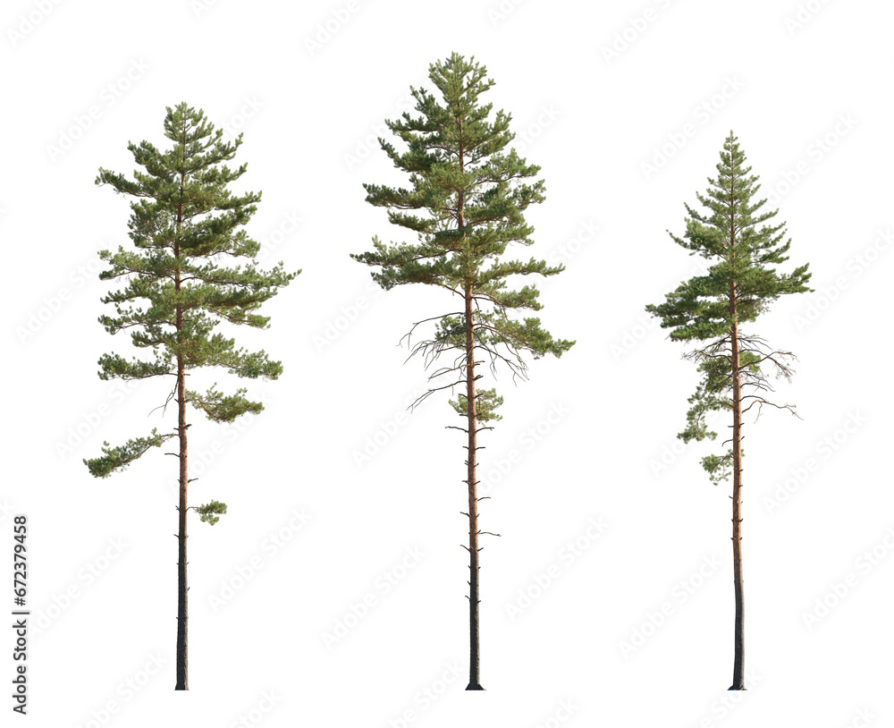 Set of Pinus sylvestris Scotch pine spruce big tall tree isolated png ...
