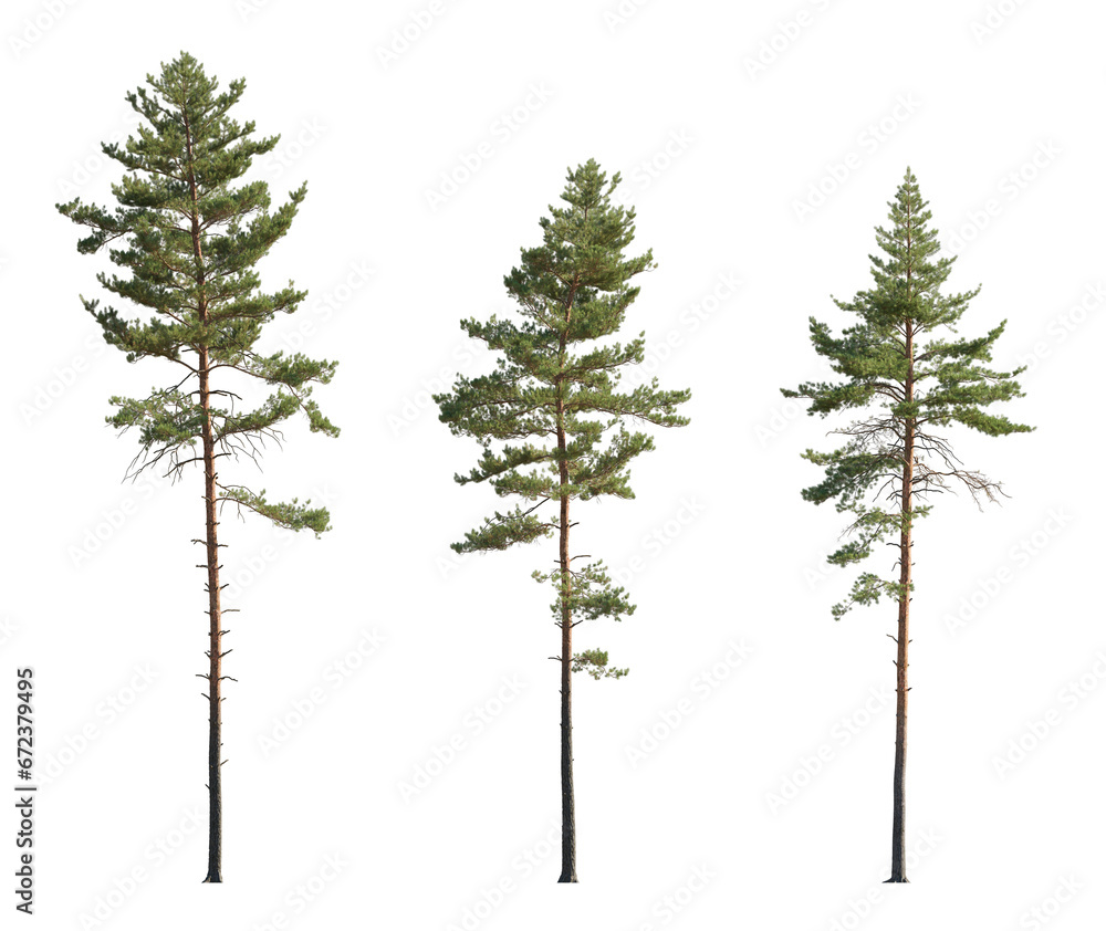 Set of Pinus sylvestris Scotch pine spruce big tall tree isolated png on a transparent ...