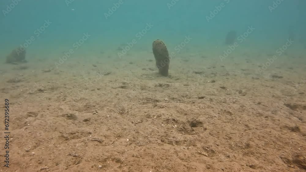 Vidéo Stock Noble Pen Shell or Fan Mussel - Pinna Nobilis - Dead Shells ...