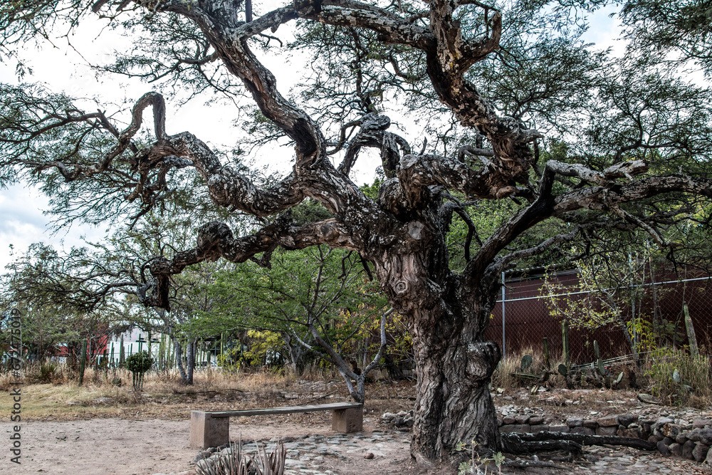 scary tree / arbol de miedo, arbol seco Stock Photo | Adobe Stock