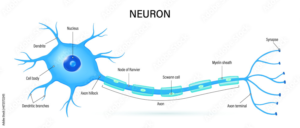 Neuron anatomy vector. Nerve cell diagram. Axon, dendrites and synapse ...