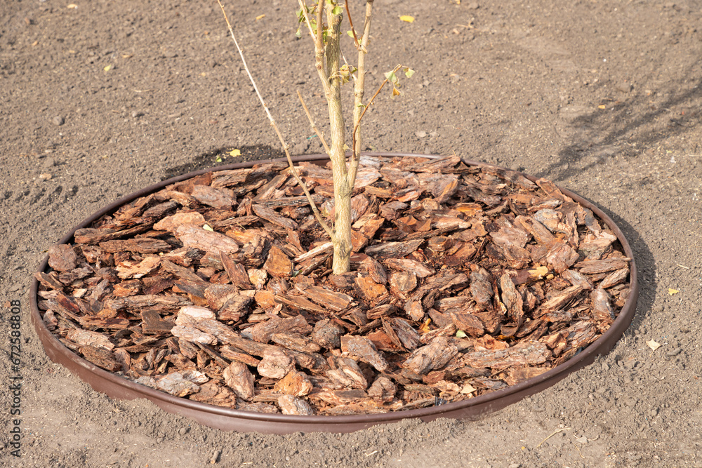 Trunk circles around garden plants are mulched with pine bark as ...