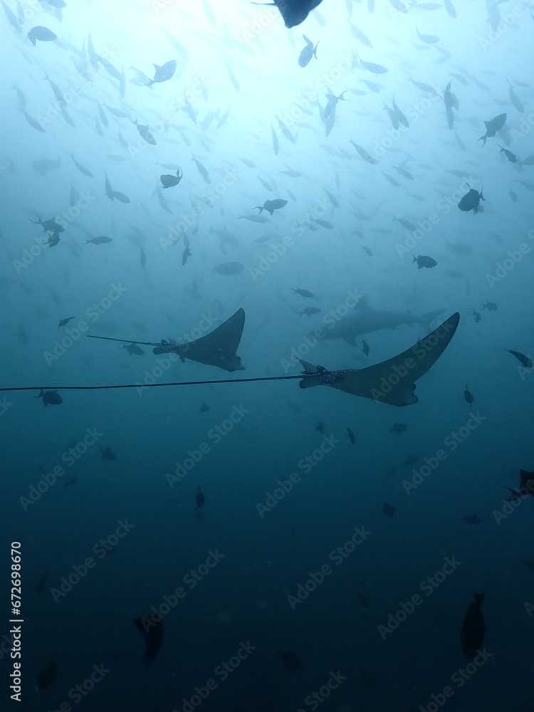 spotted eagle rays swimming underwater in the maldives, surrounded by ...