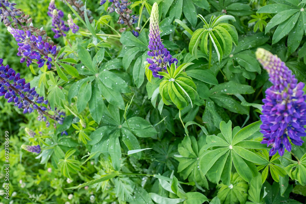Lupine bush with flowers. Background from green leaves and violet lupin ...