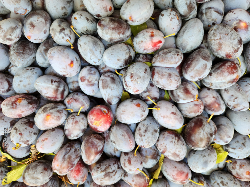 Foto de The damson or damson plum (Prunus domestica subsp. insititia ...