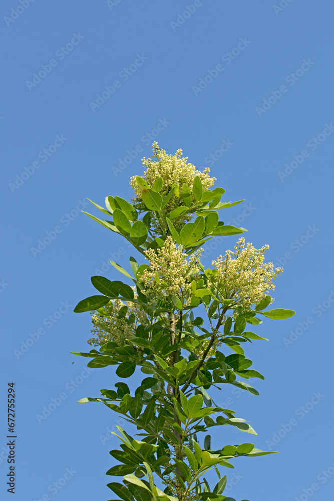 Flowering branch of the terebinth and the turpentine tree (Pistacia ...