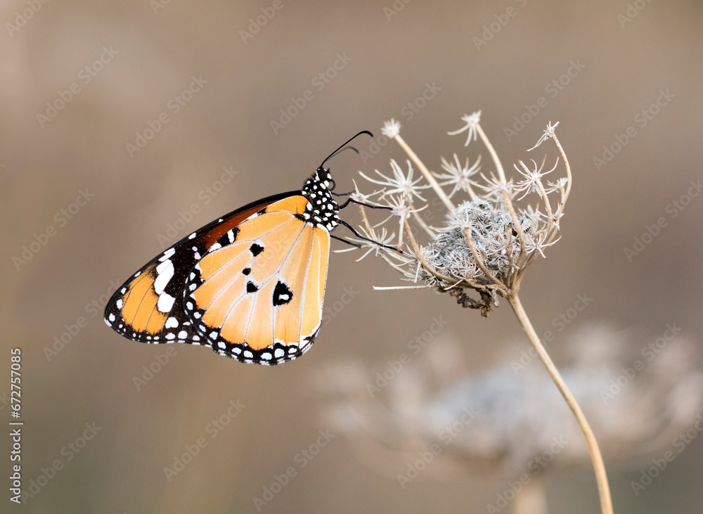Wing under-side view of a male Danaus chrysippus, also known as the ...