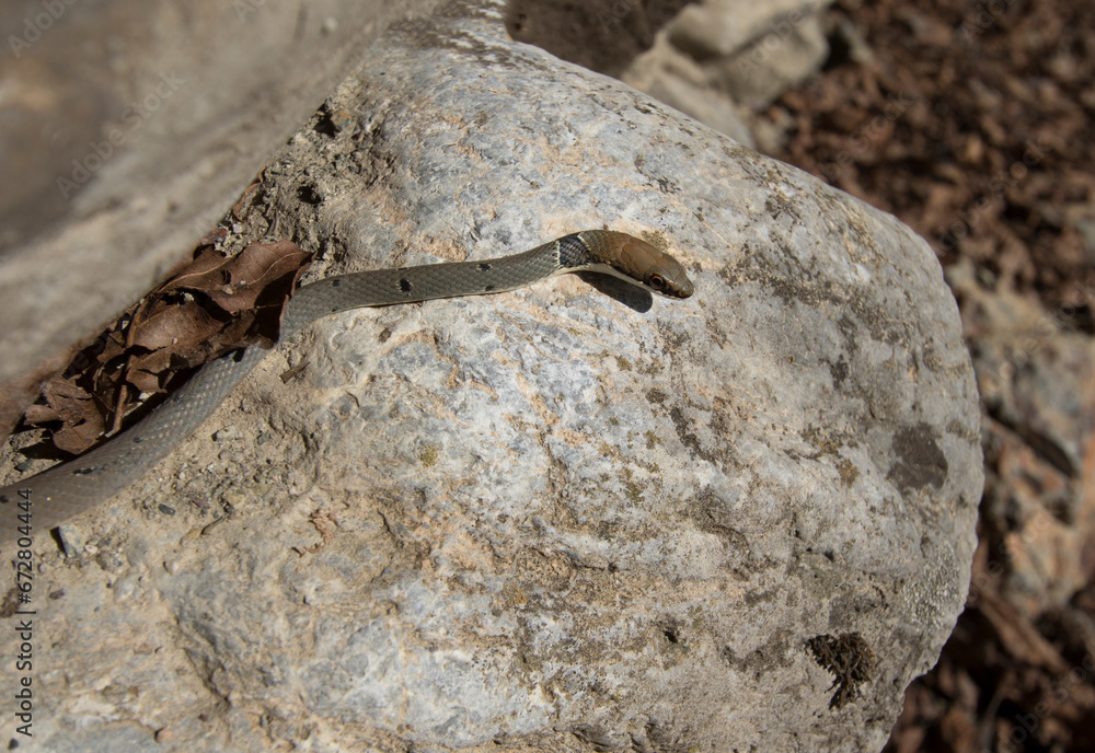 A Taurus Arrow Snake is watching for its preys. Platyceps collaris ...