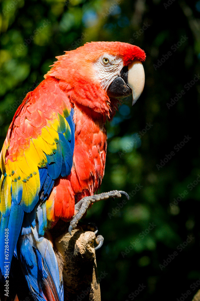 Red Ara parrot, Red Ara Parrot, Scarlet ara, beautiful Green-winged ...
