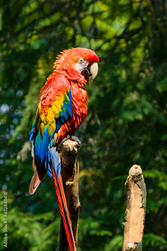 Red Ara Parrot, Scarlet ara, beautiful Green-winged Macaw (Ara ...
